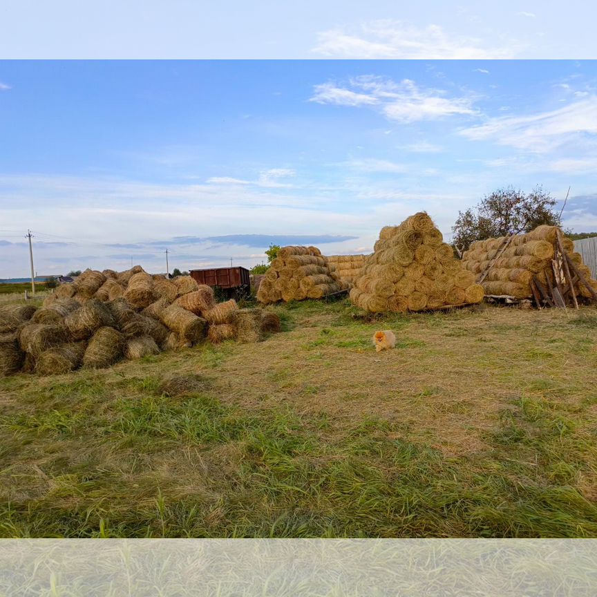 Сено в тюках