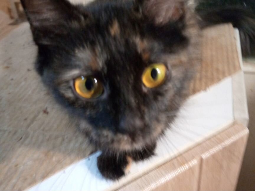 Кошка в дар бесплатно