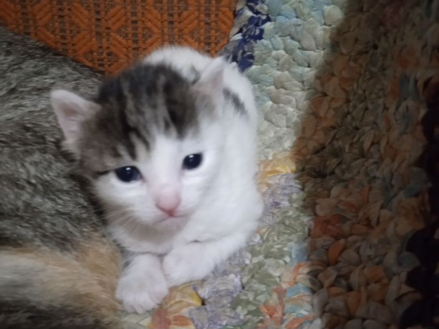 Ищу чёрного котёнка(мальчика)