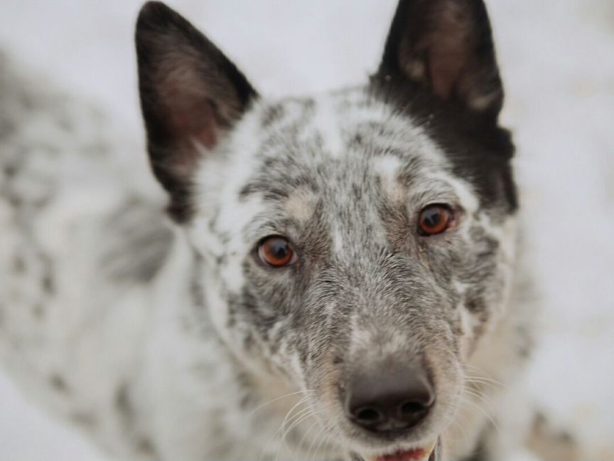 Ищет дом пес Джин