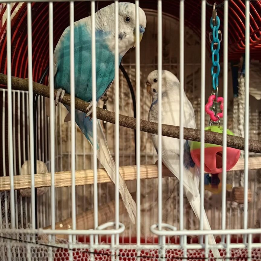 Волнистые попугаи с клеткой