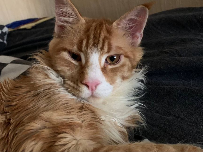 Кот Мейн - кун вязка