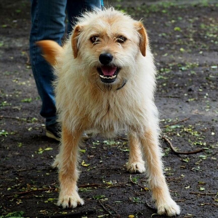 Собака в добрые руки