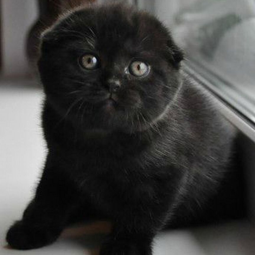 Вислоухие котята