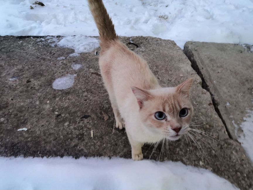 Самый красивый кот в добрые руки