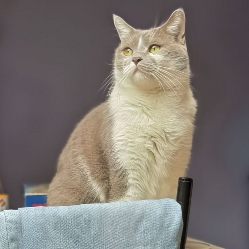 Взрослый кот в добрые руки