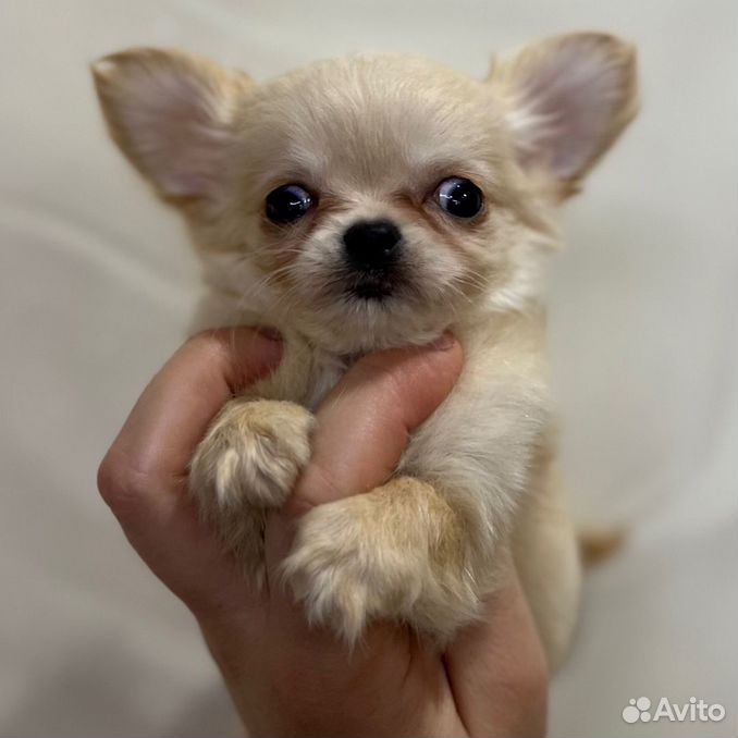 Эксклюзив Супер мини мальчик