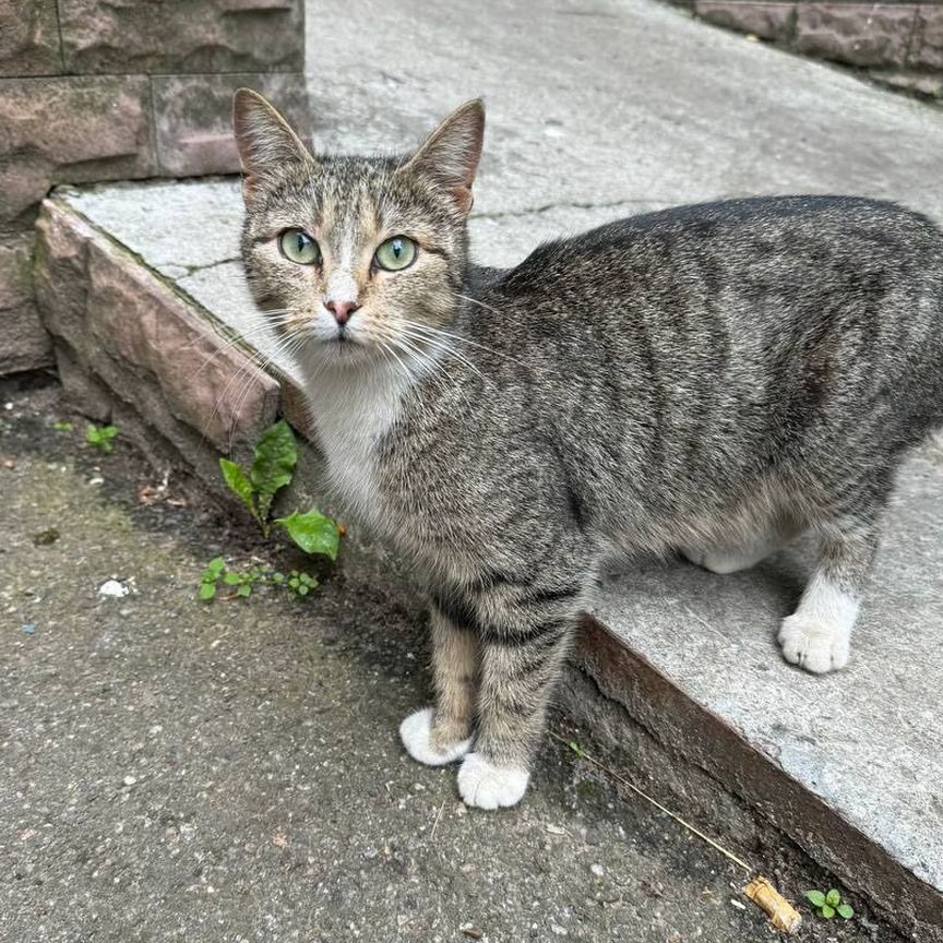 Кошка