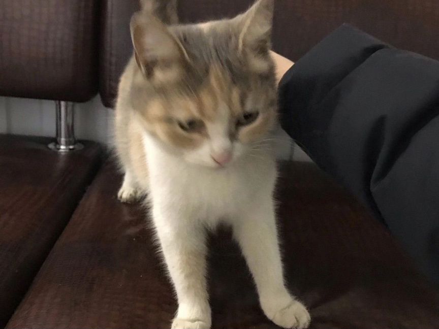 Кошка трехцветное счастье в дом