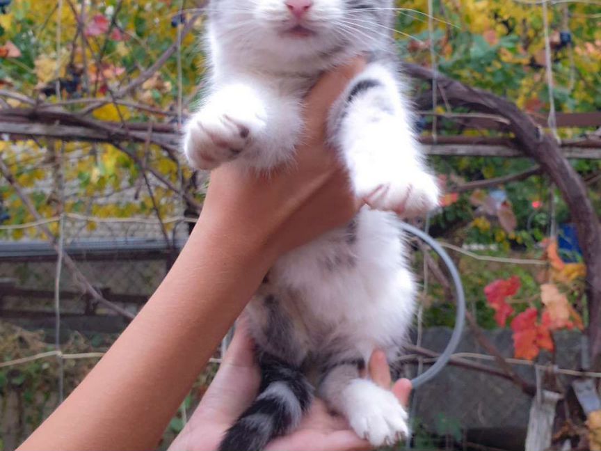 Котята бесплатно