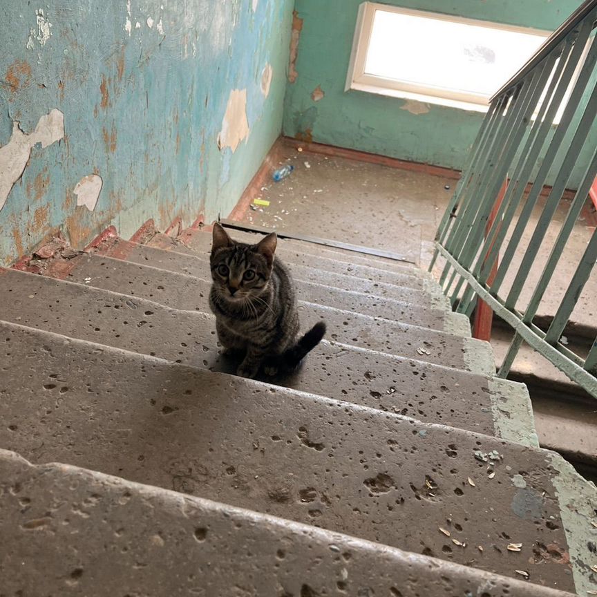 Кошечка в добрые руки