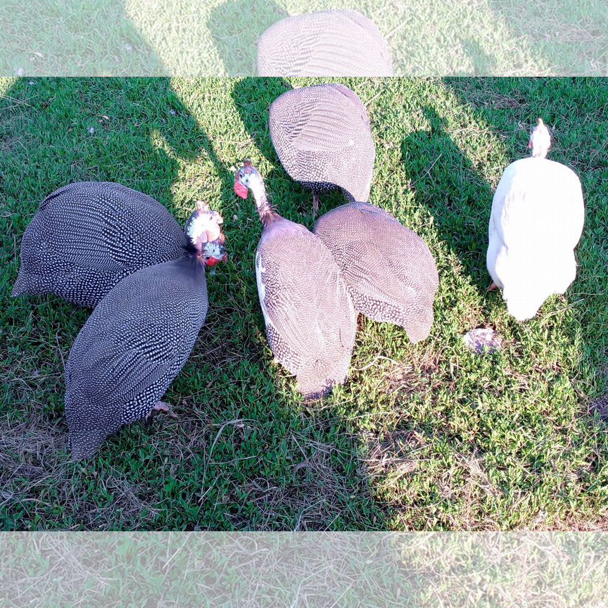 Цесарки