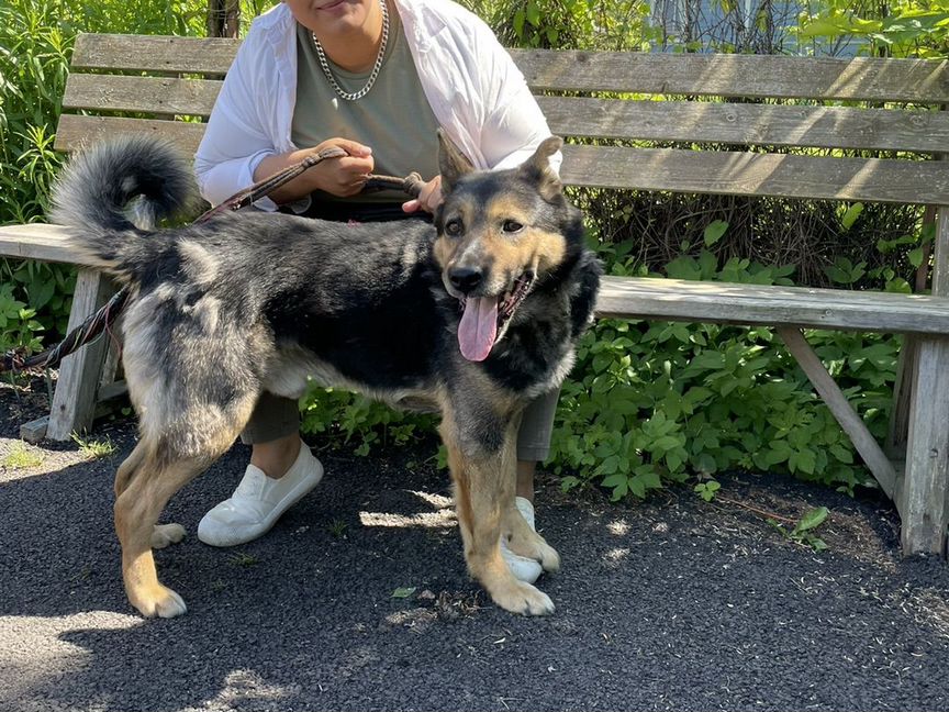 Лучший охранник в добрые руки