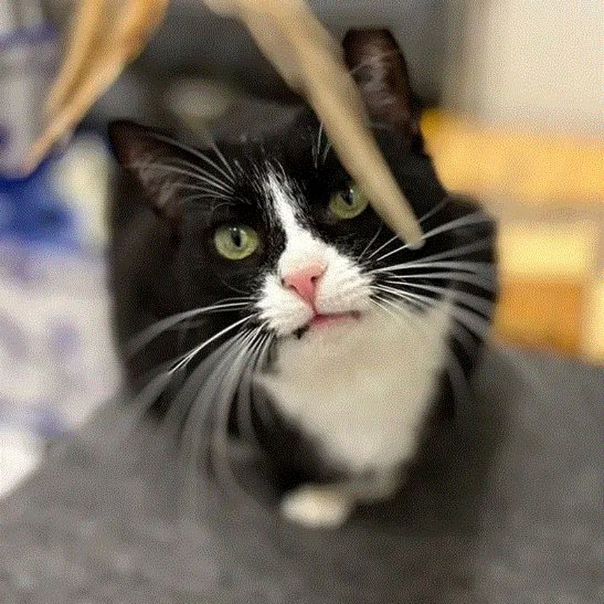 Ласковая умная общительная кошка ищет дом