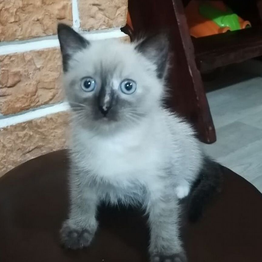 Котёнок