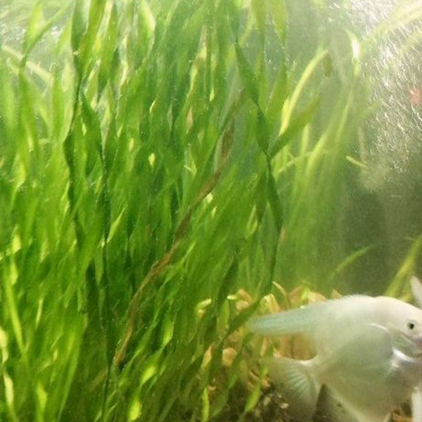 Валлиснерия спиральная