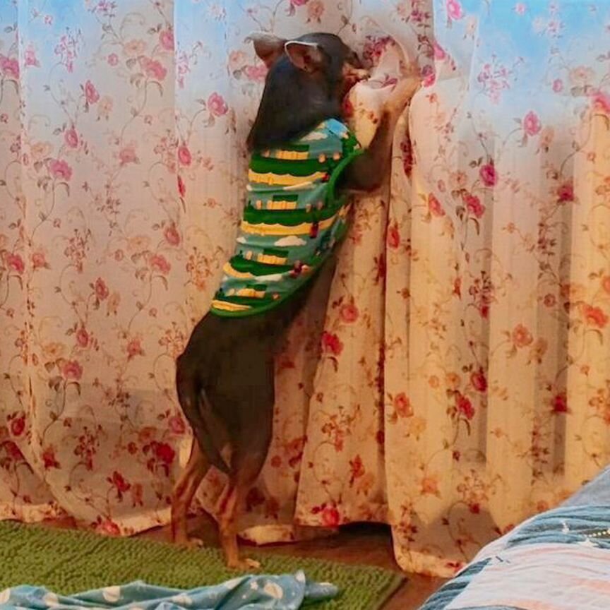 Маленькая собака чихуахуа