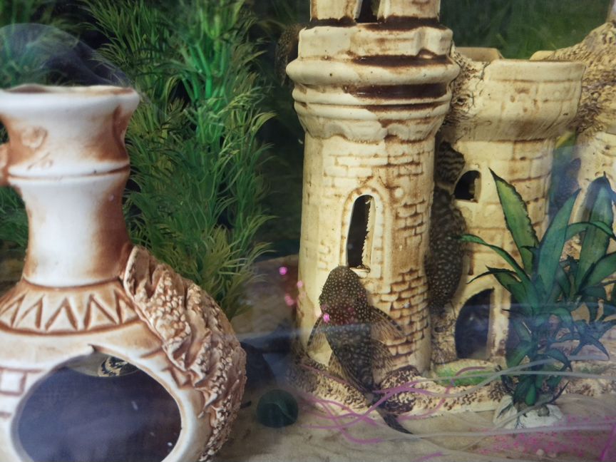 Продам Сомиков