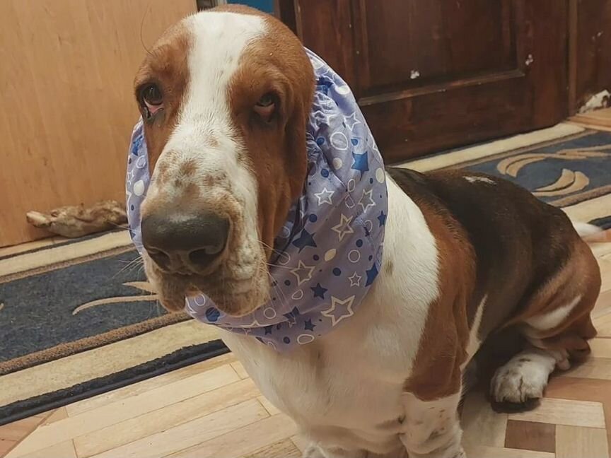 Шапка для собаки