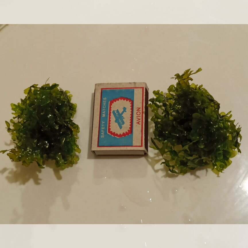 Папоротник Ламариопсис