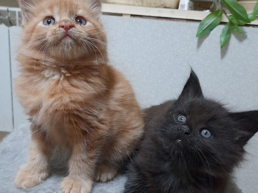 Меин кун котята