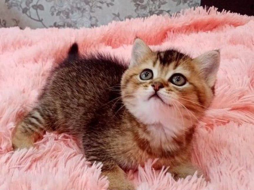 Шотландские золотые котодетки