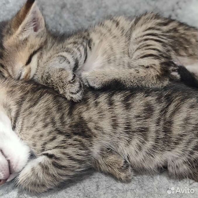 Самые милые котики в добрые руки бесплатно