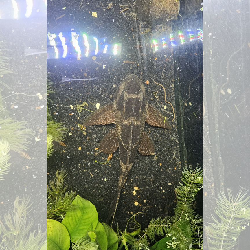 Птеригоплихт парчовый сом