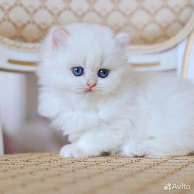 Британская шикарная девочка