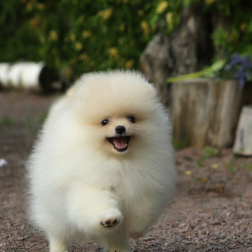 Кремовый красавчик