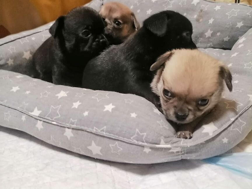 Маленькая собака чихуахуа