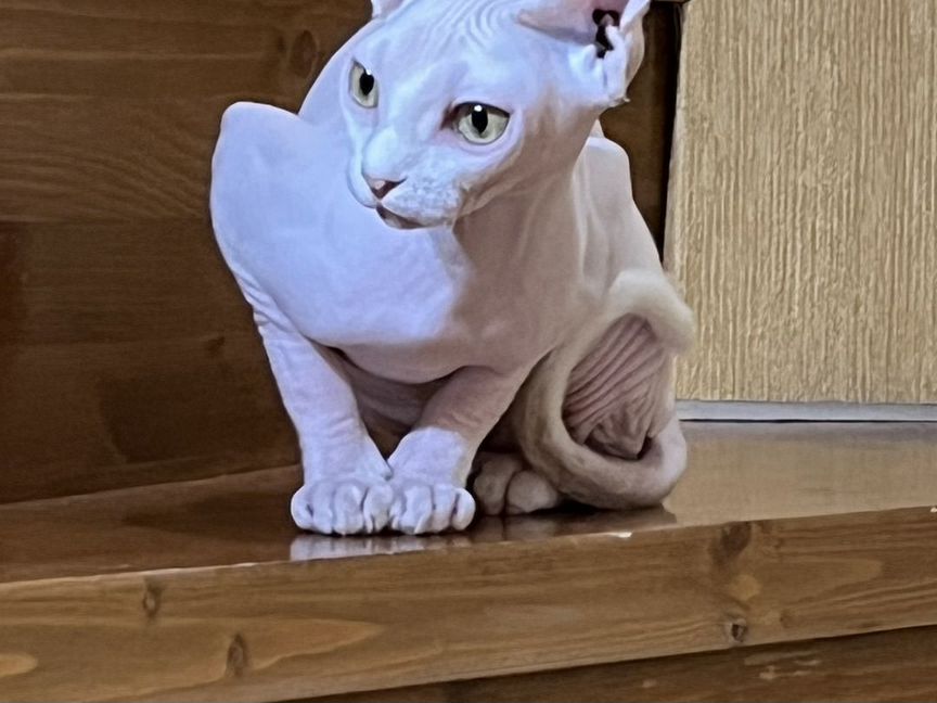 Сфинкс эльф