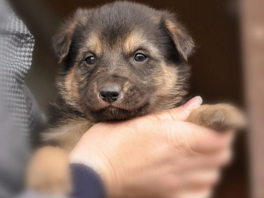 Красивые щеночки в добрые руки