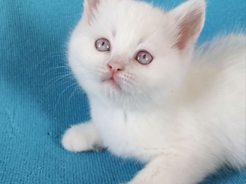 Британский котенок на счастье