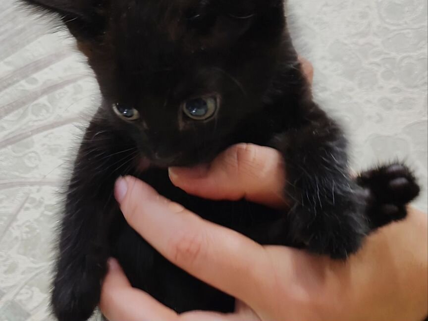 Котенок в добрые руки