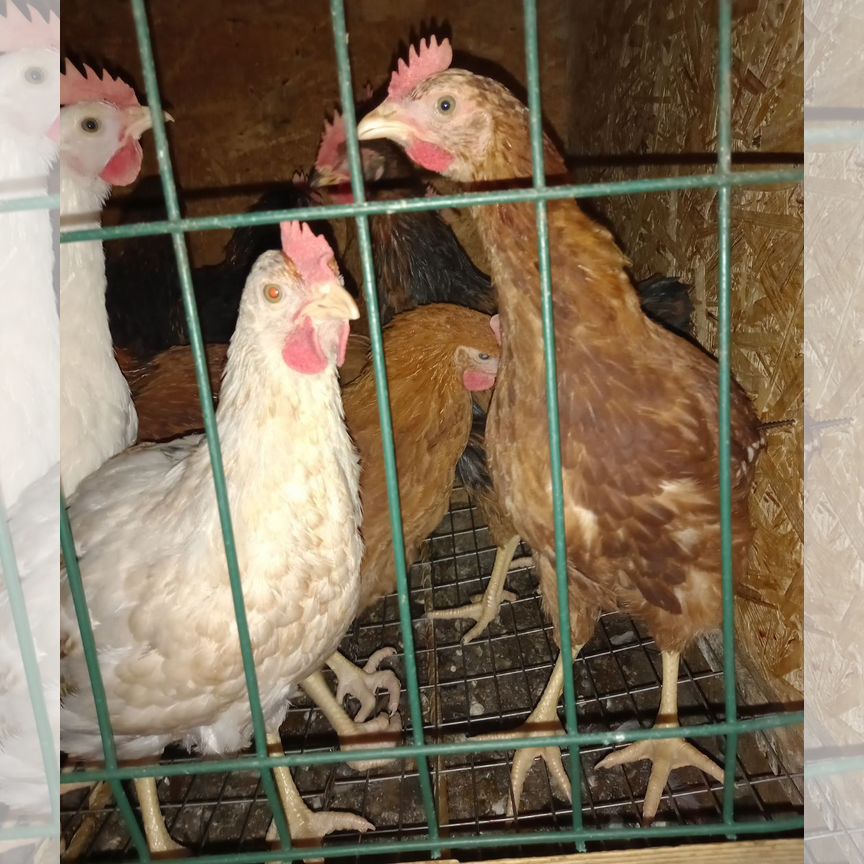 Молодые петушки