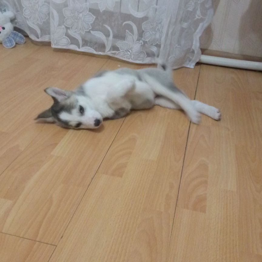 Щенок хаски 3 месяца