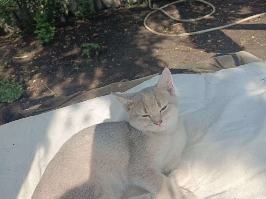 Серибристая шиншила