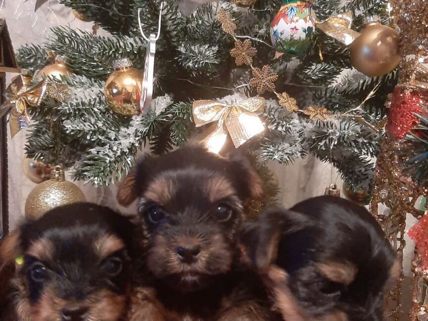 Йоркширский терьер