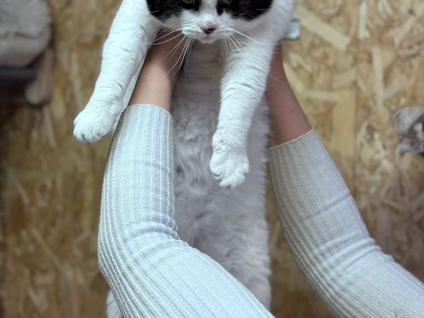 Кот Батон ищет дом и маму