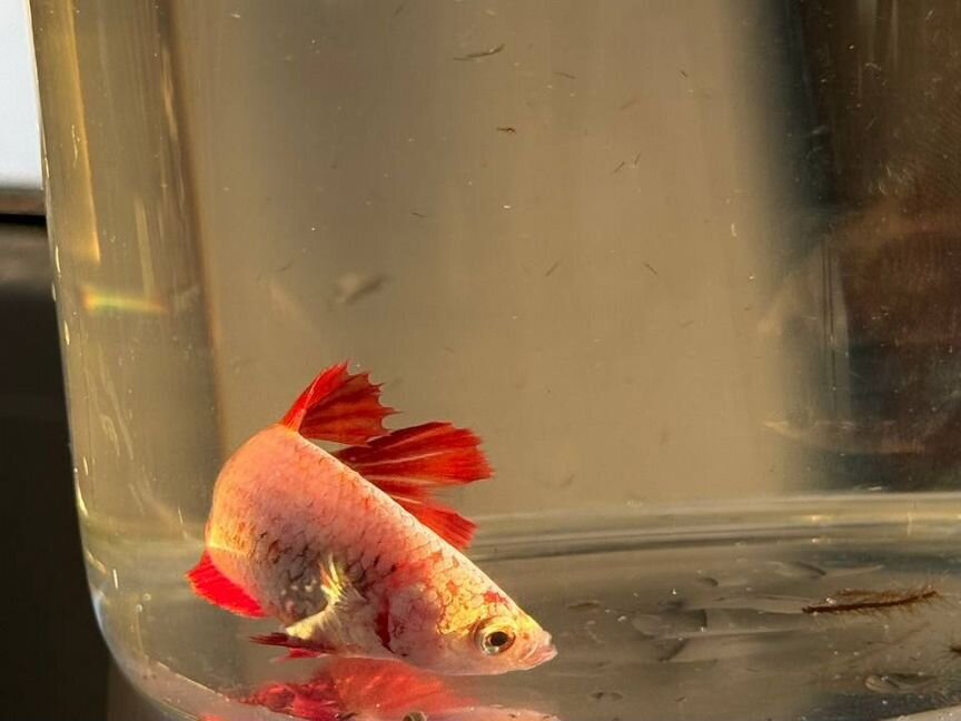 Рыбка Бетта. Петушок. Самка. Курочка