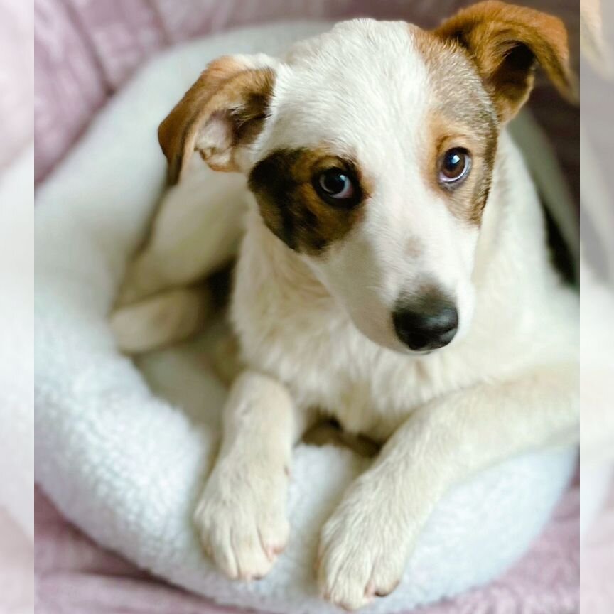 Щенок в добрые руки