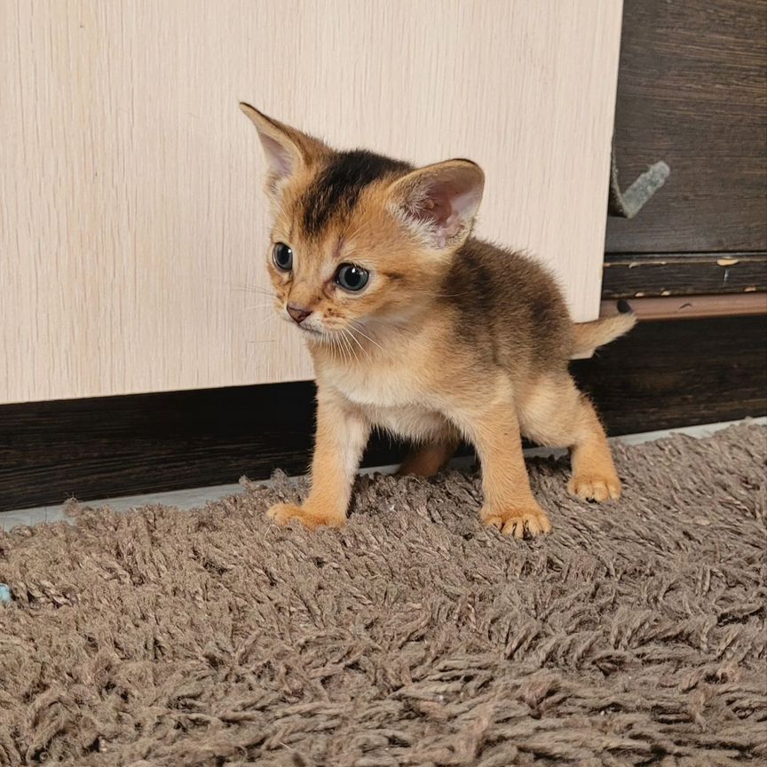 Абиссинские котята