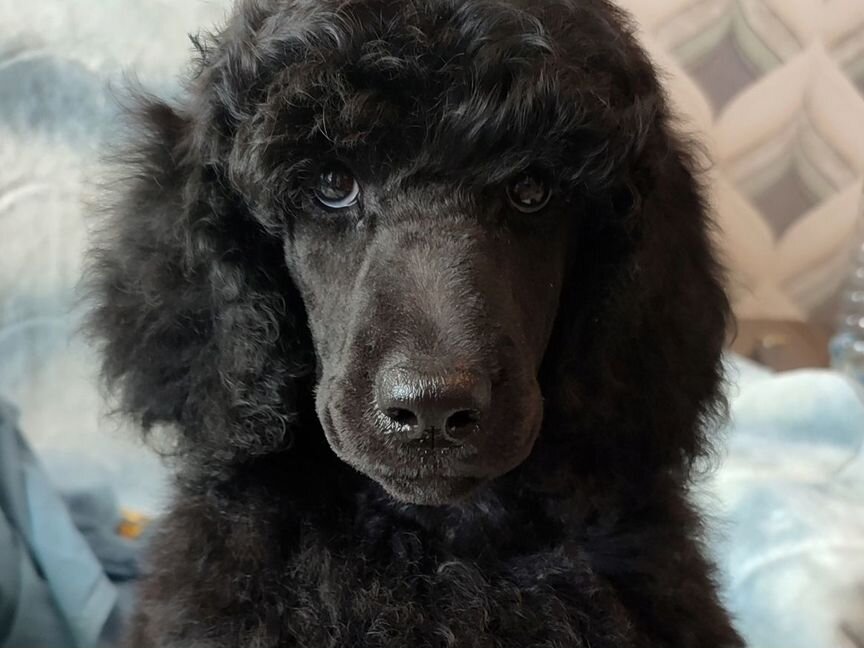 Щенки королевского пуделя