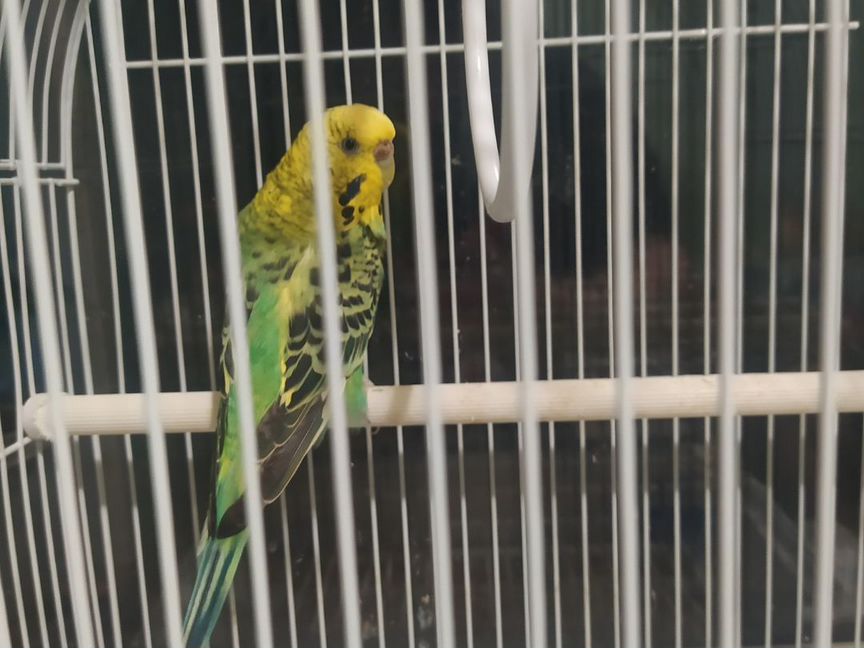 Волнистый попугай самочка