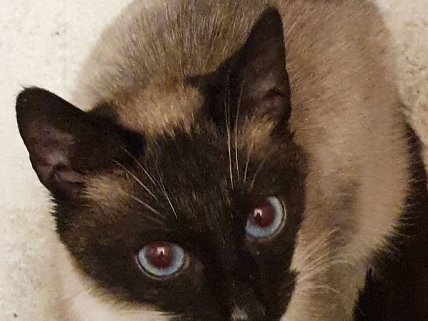 Тайская кошечка
