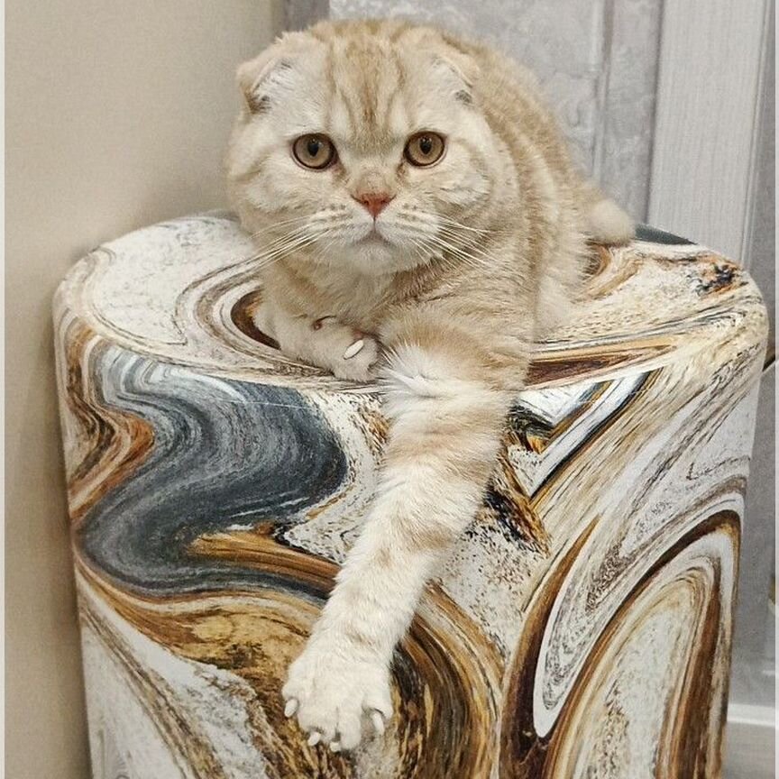 Шотландский вислоухий короткошёрстный, взрослый кот