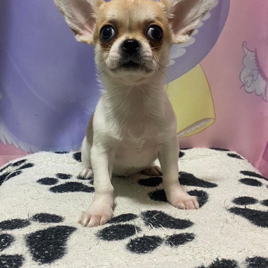 Девчата к новому году