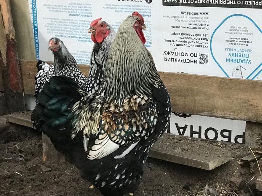 Петух виандот серебро черно-окаймленный