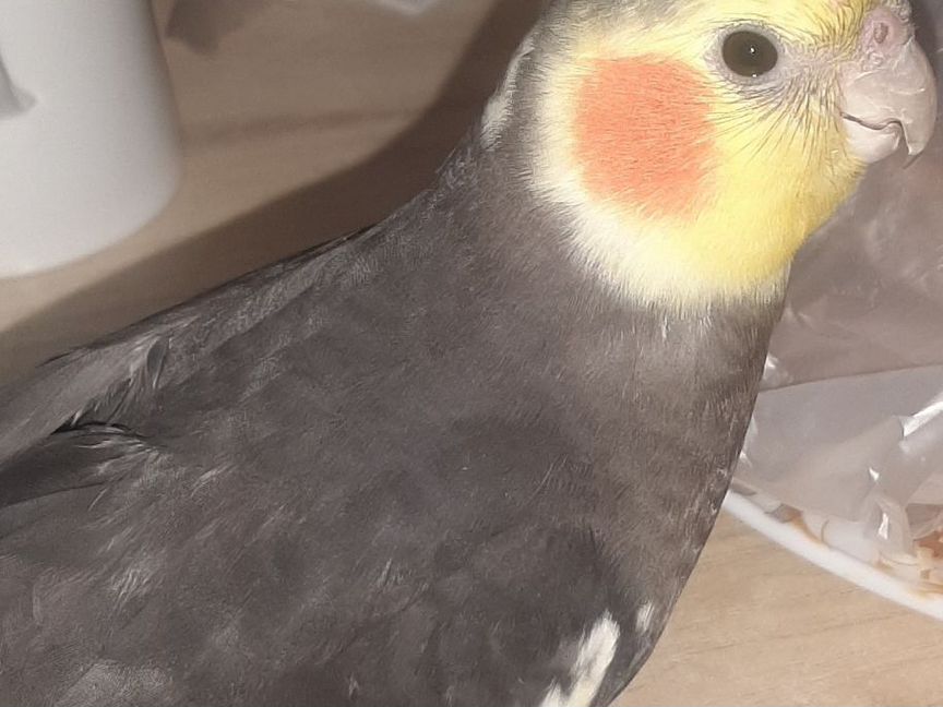 Ручной говорящий попугай